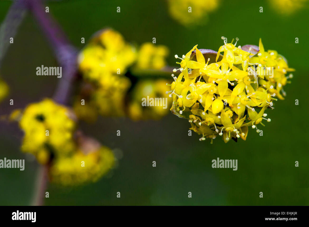 Cornus mascula -Fotos und -Bildmaterial in hoher Auflösung – Alamy