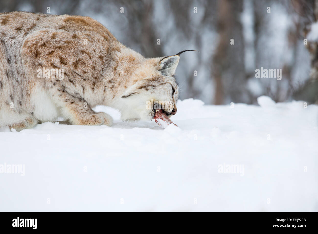 Luchs fuß -Fotos und -Bildmaterial in hoher Auflösung – Alamy
