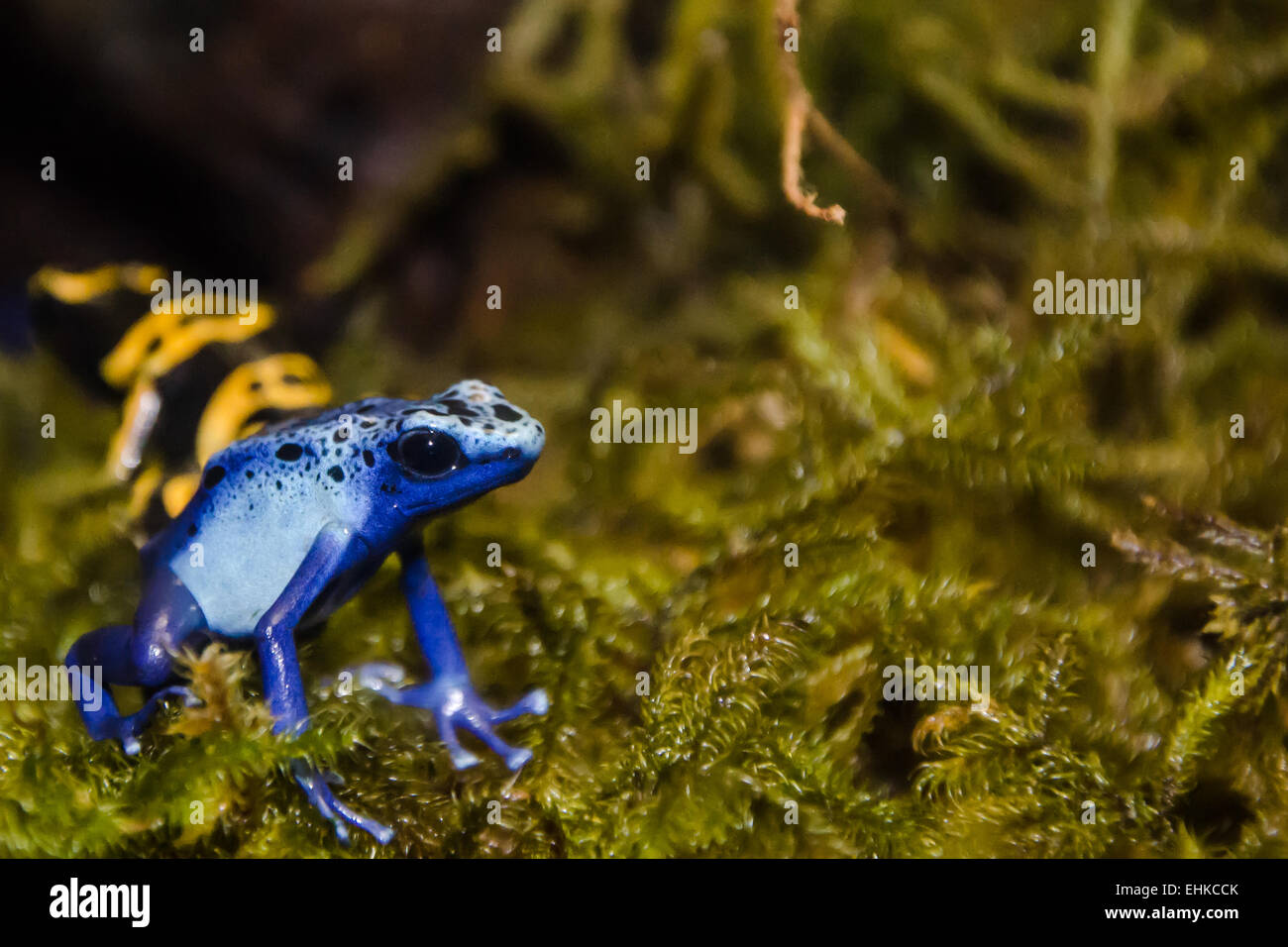 Blauer pfeilgiftfrosch -Fotos und -Bildmaterial in hoher Auflösung – Alamy