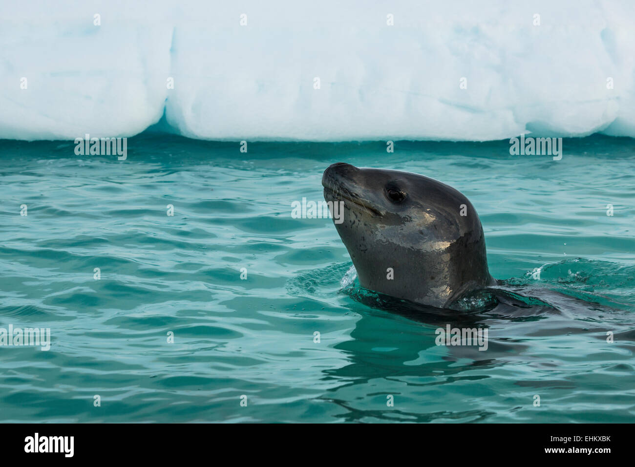 Seeleopard (Hydrurga Leptonyx), Pleneau Bay, Antarktis Stockfotografie ...