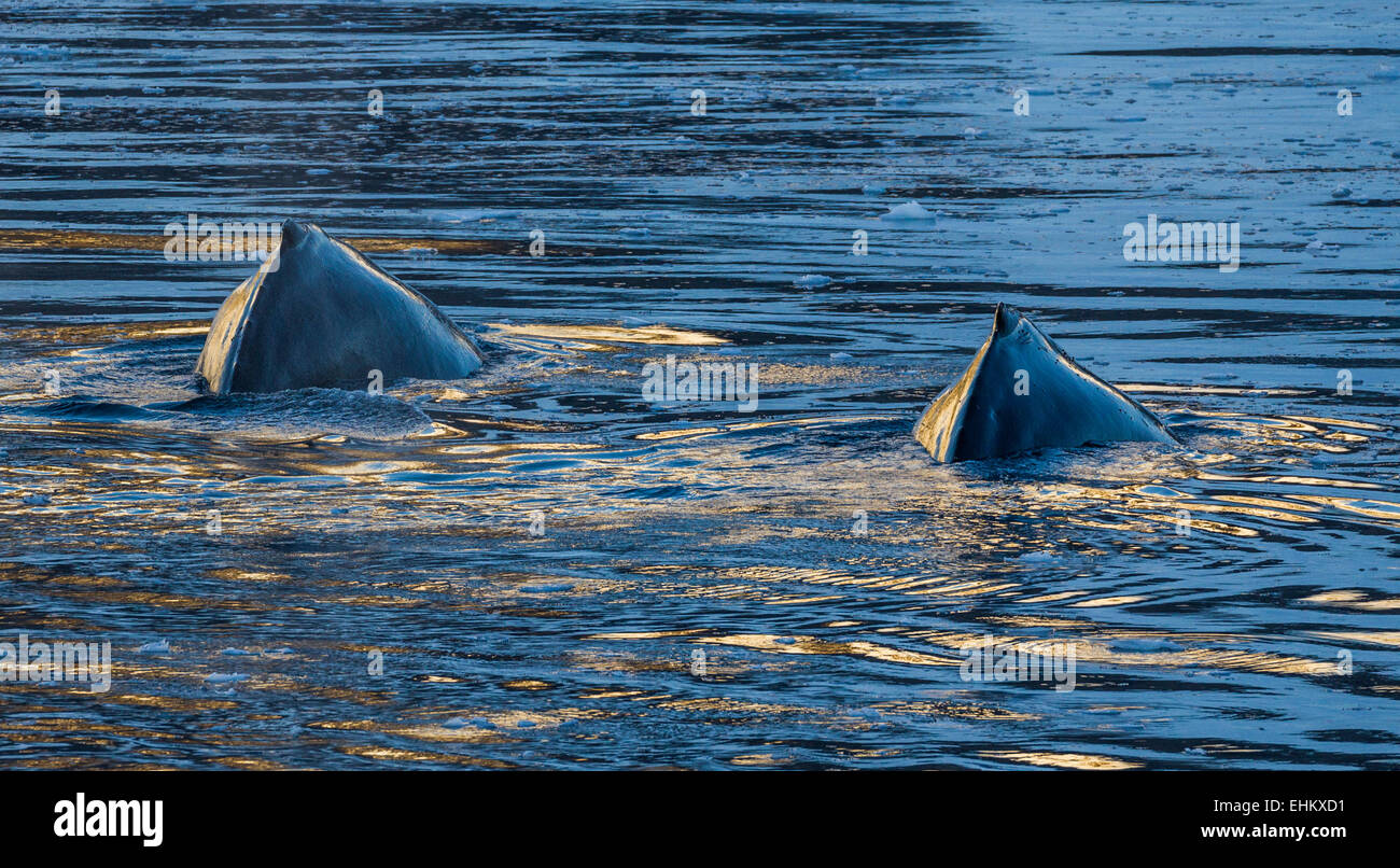 Der buckelwale -Fotos und -Bildmaterial in hoher Auflösung – Alamy