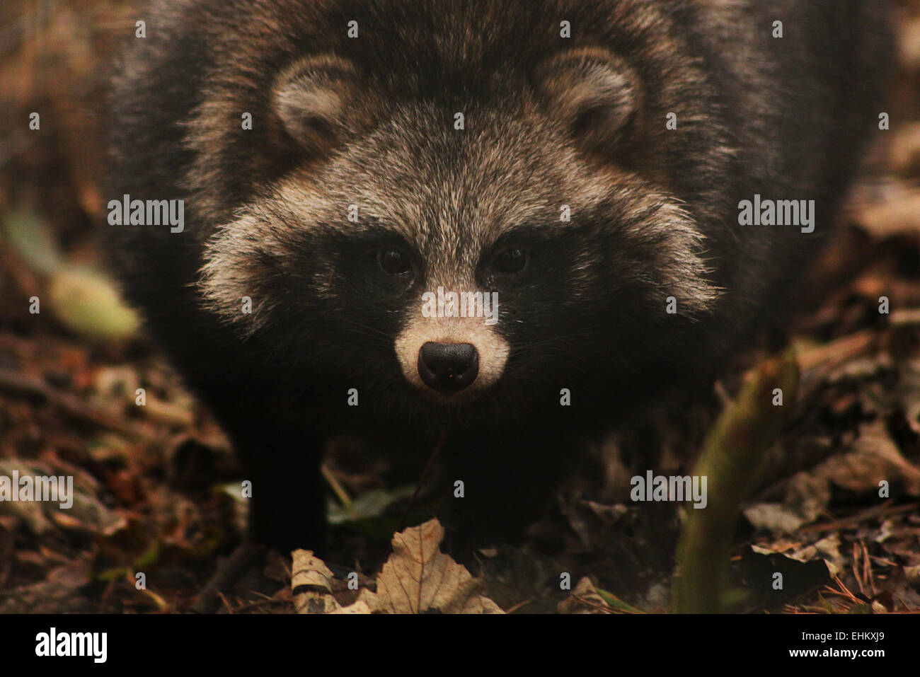 Tanuki (Marderhund) ein Spaziergang durch das Unterholz Stockfotografie ...