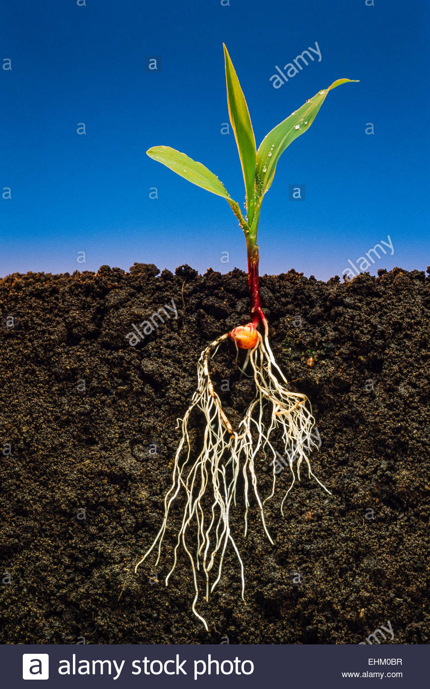 Grain Corn Roots Stockfotos & Grain Corn Roots Bilder - Alamy