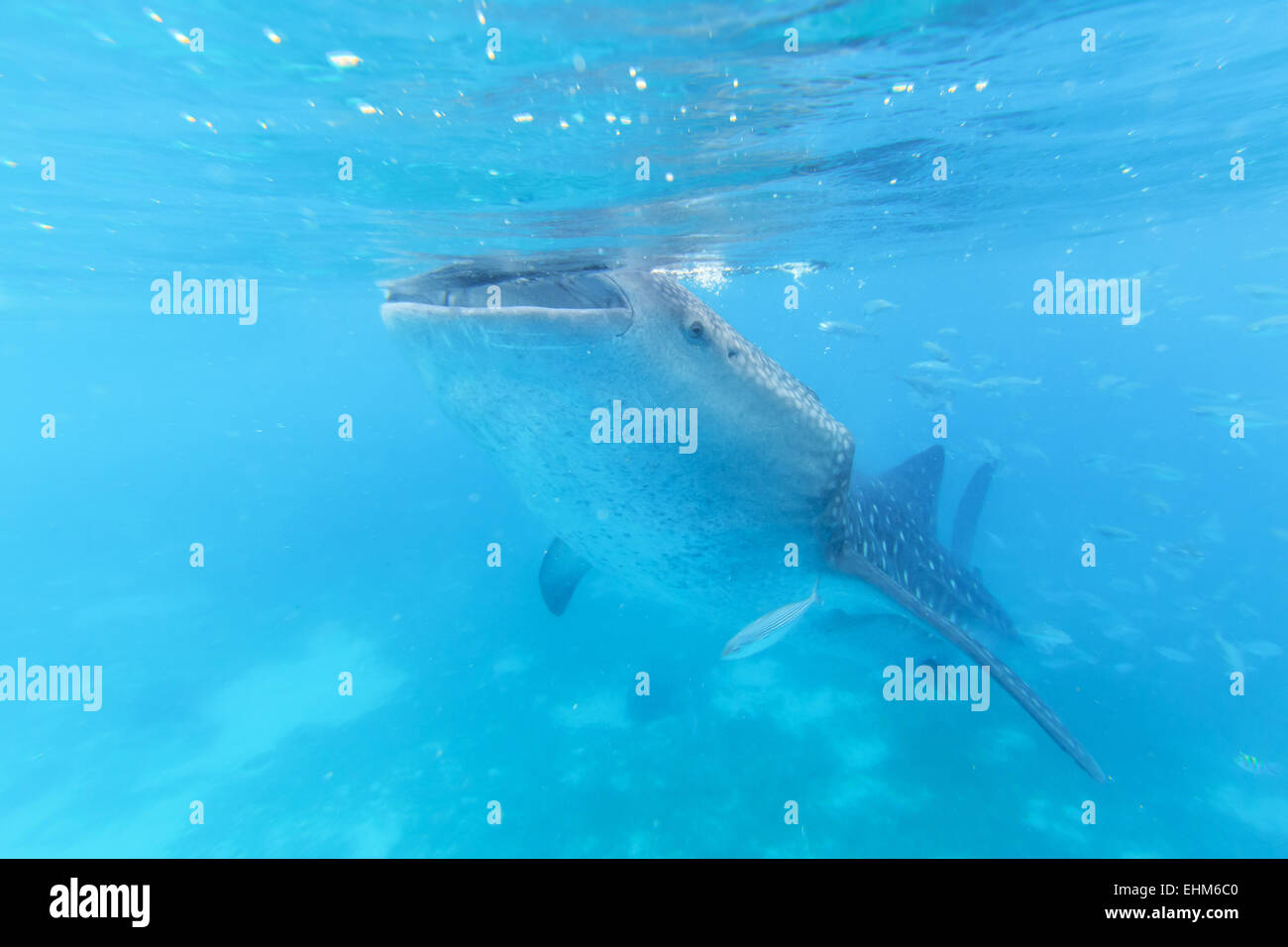 Walhai in cebu -Fotos und -Bildmaterial in hoher Auflösung – Alamy