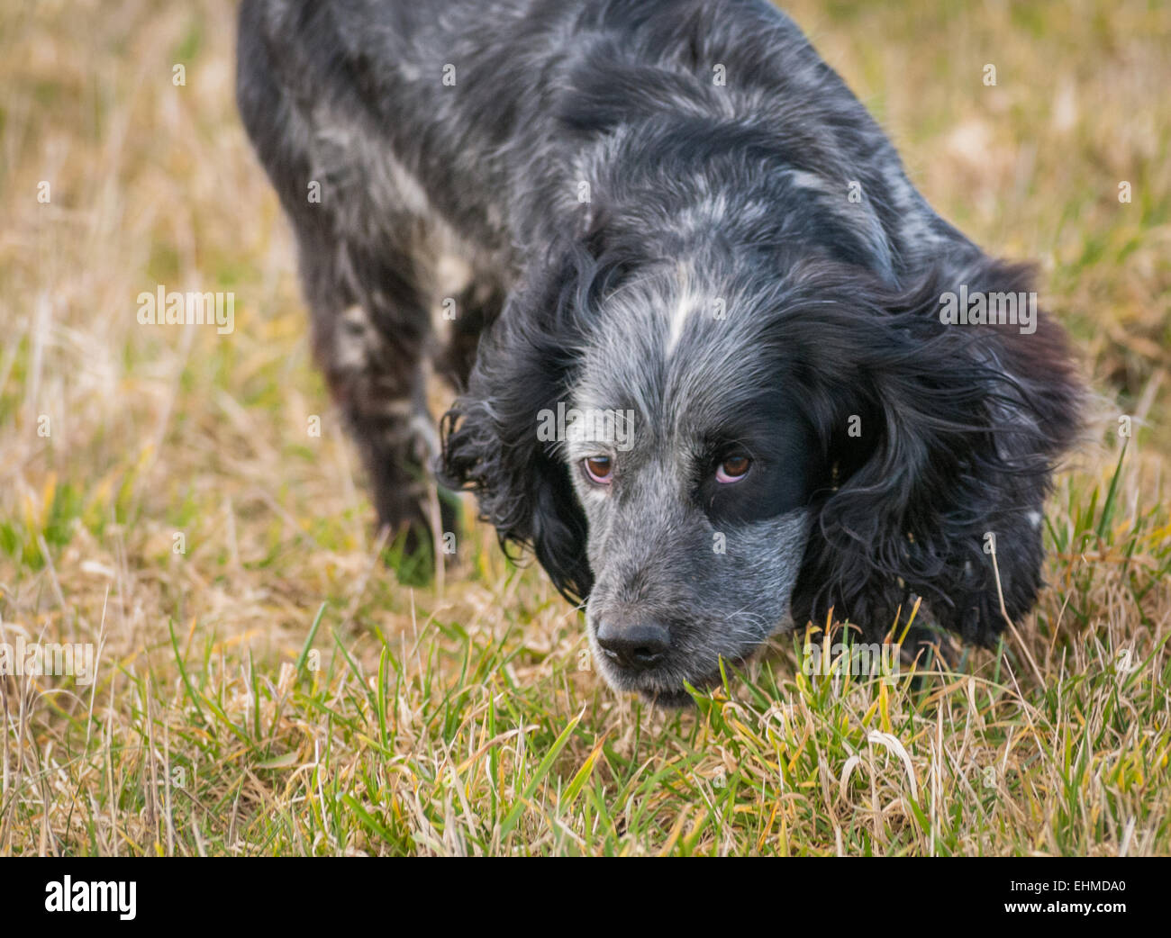 English cocker spaniel pup -Fotos und -Bildmaterial in hoher Auflösung ...