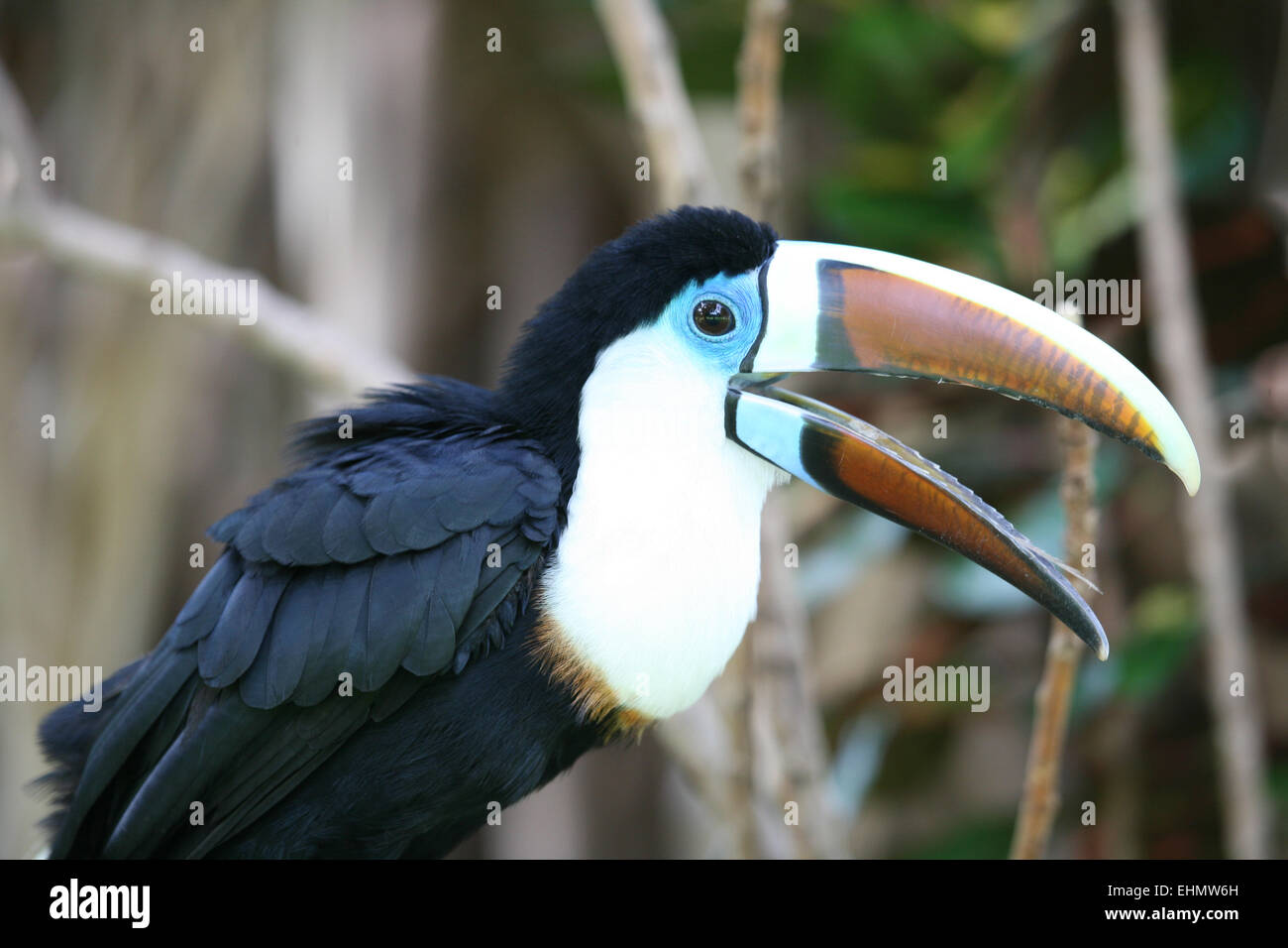Tukan tun -Fotos und -Bildmaterial in hoher Auflösung – Alamy