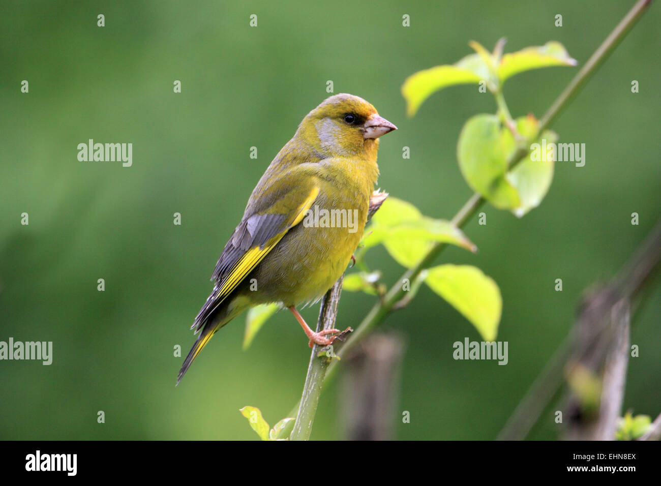 Fink vogel -Fotos und -Bildmaterial in hoher Auflösung – Alamy
