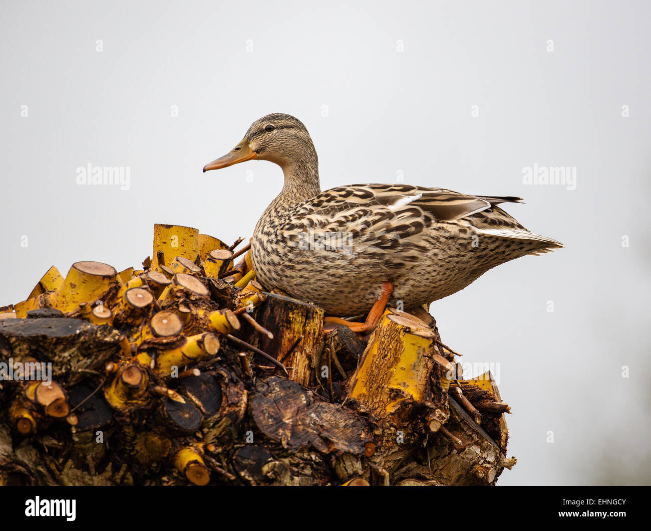 Nesting site -Fotos und -Bildmaterial in hoher Auflösung – Alamy