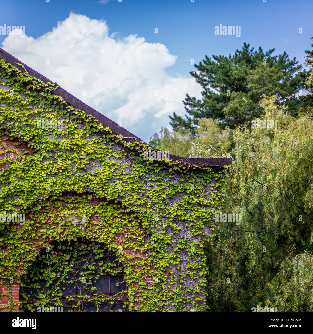 Wand mit pflanze -Fotos und -Bildmaterial in hoher Auflösung – Alamy