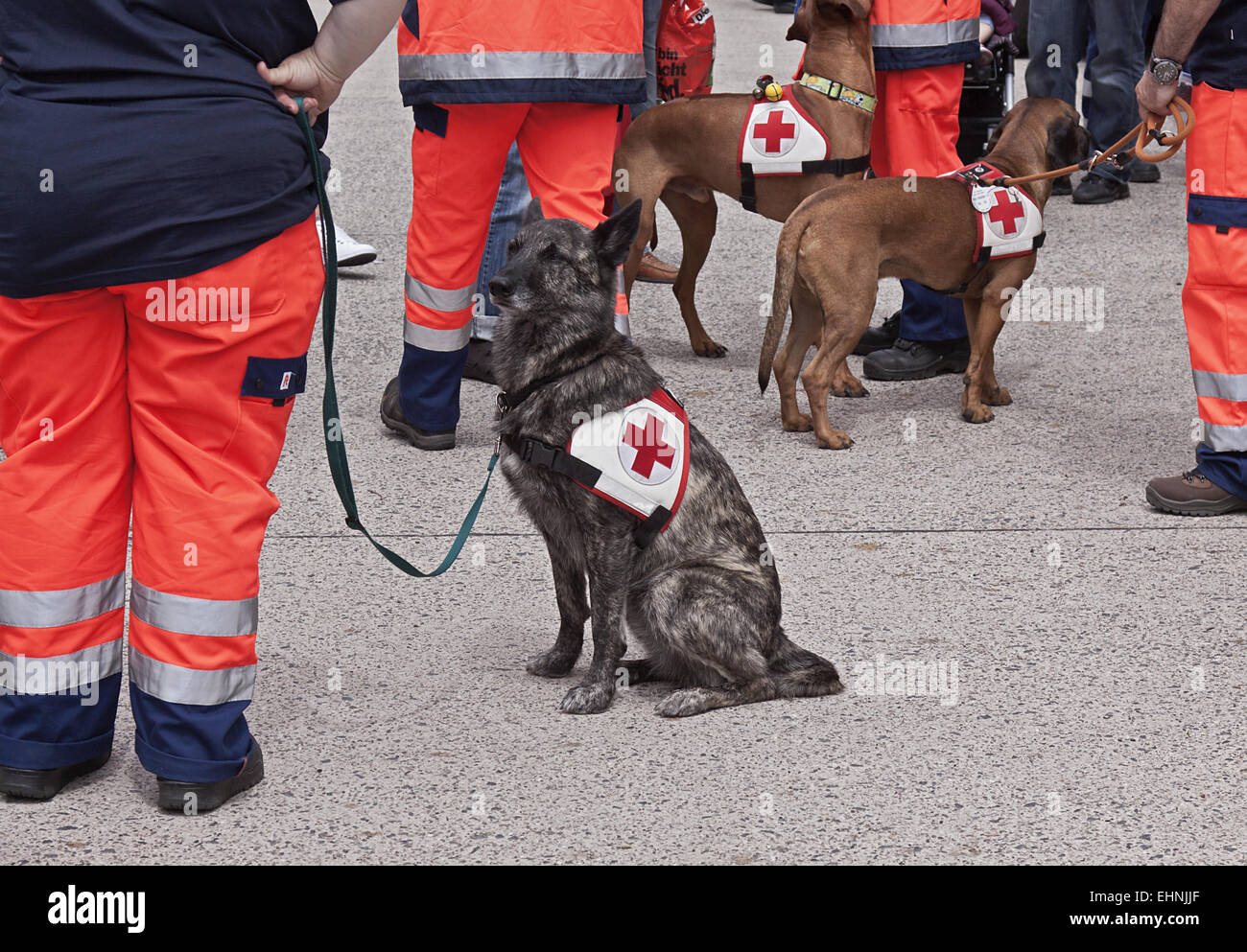 Hunde mit ihren handlern -Fotos und -Bildmaterial in hoher Auflösung ...