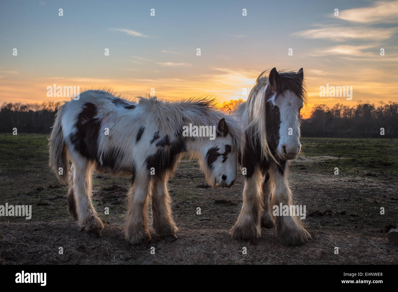Pferde blauer himmel -Fotos und -Bildmaterial in hoher Auflösung – Alamy
