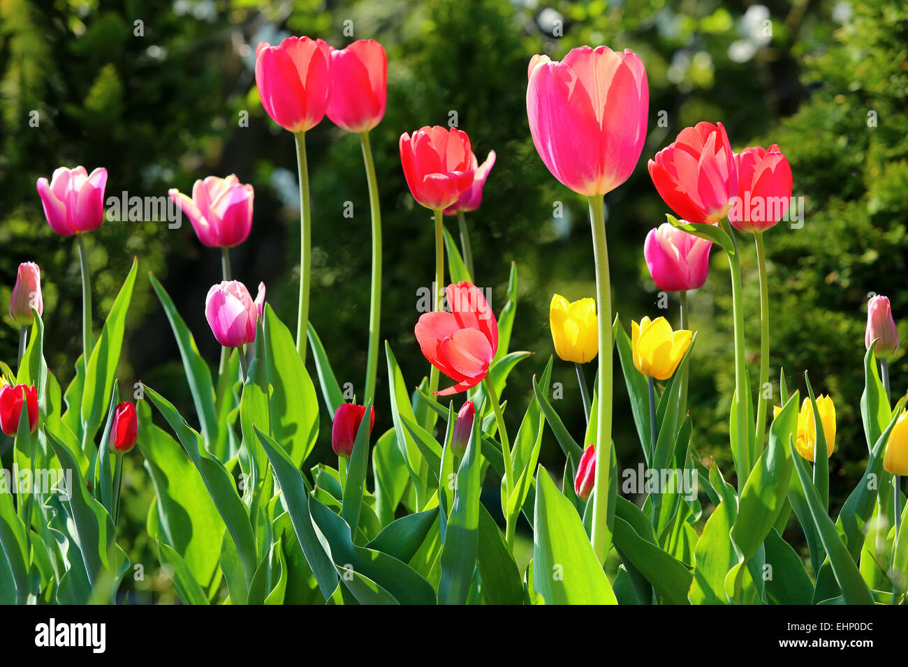 Bunte Tulpen im Garten im Frühjahr Stockfotografie - Alamy