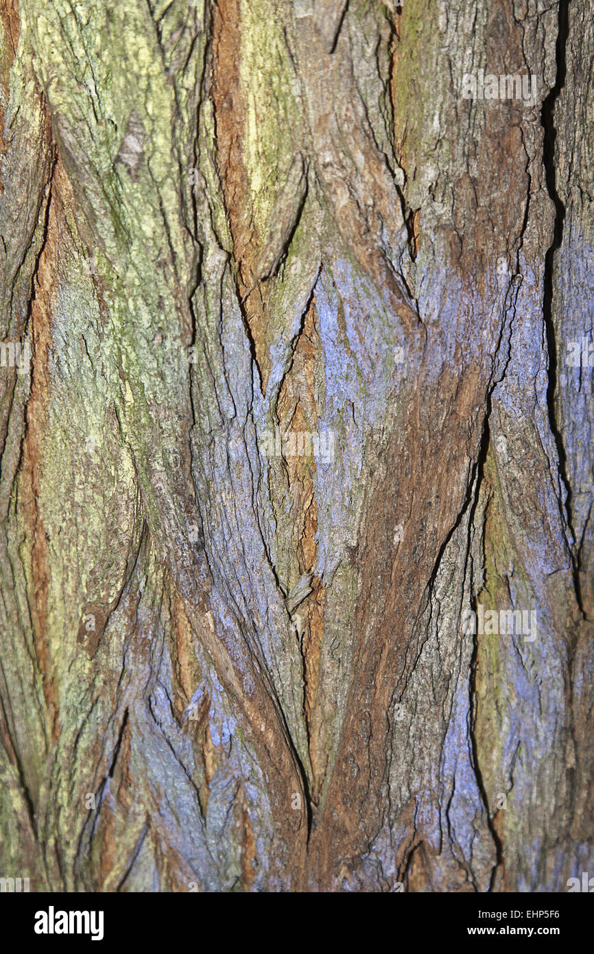 Rinde markiert -Fotos und -Bildmaterial in hoher Auflösung – Alamy