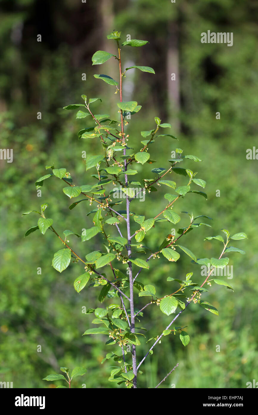 Alder buckthorn frangula alnus leaves -Fotos und -Bildmaterial in hoher ...