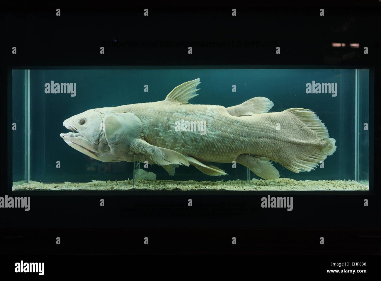 Quastenflosser quastenflosser -Fotos und -Bildmaterial in hoher ...