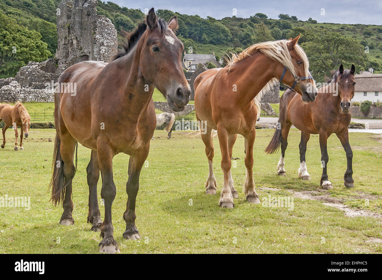 Ogmore bauernhof -Fotos und -Bildmaterial in hoher Auflösung – Alamy