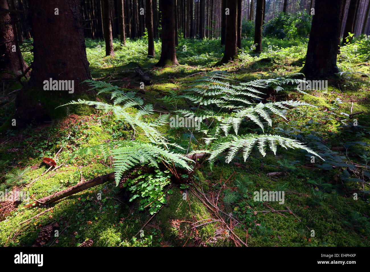 Baum faellen -Fotos und -Bildmaterial in hoher Auflösung – Alamy