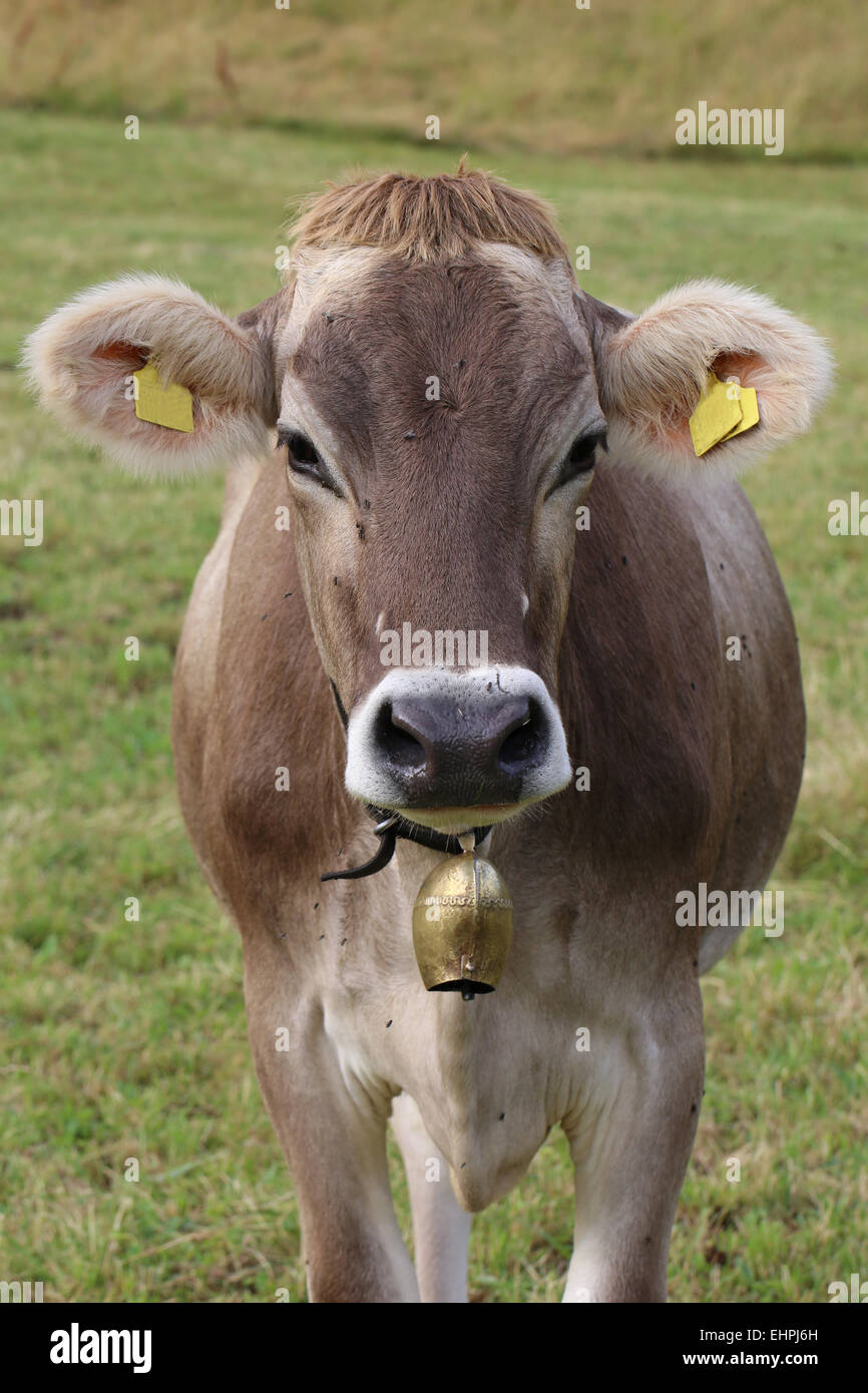 Alm kuh -Fotos und -Bildmaterial in hoher Auflösung - Seite 2 - Alamy