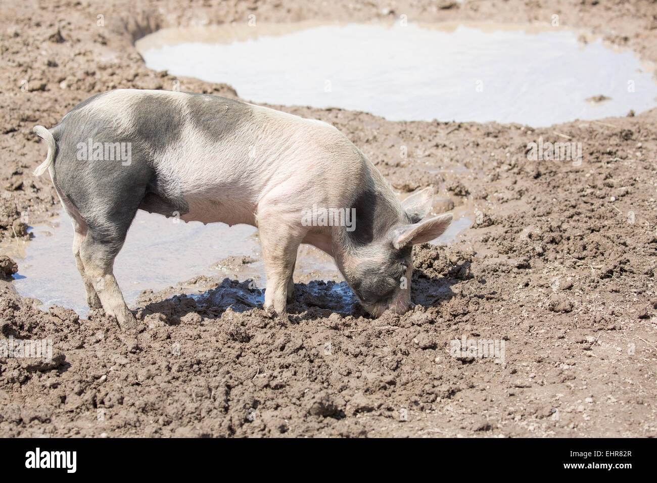 Ferkel in -Fotos und -Bildmaterial in hoher Auflösung – Alamy