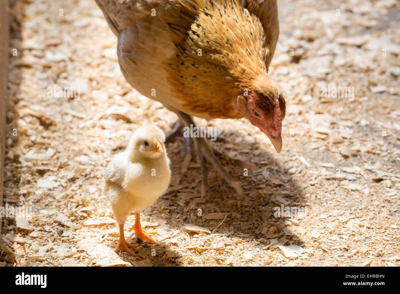 Baby chicken -Fotos und -Bildmaterial in hoher Auflösung – Alamy