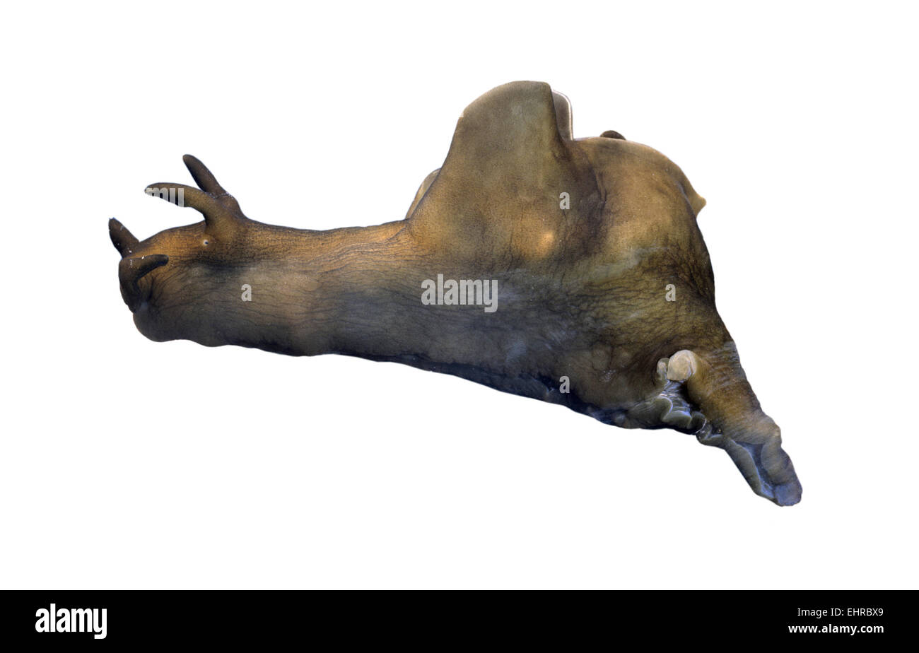 Hase des meeres -Fotos und -Bildmaterial in hoher Auflösung – Alamy