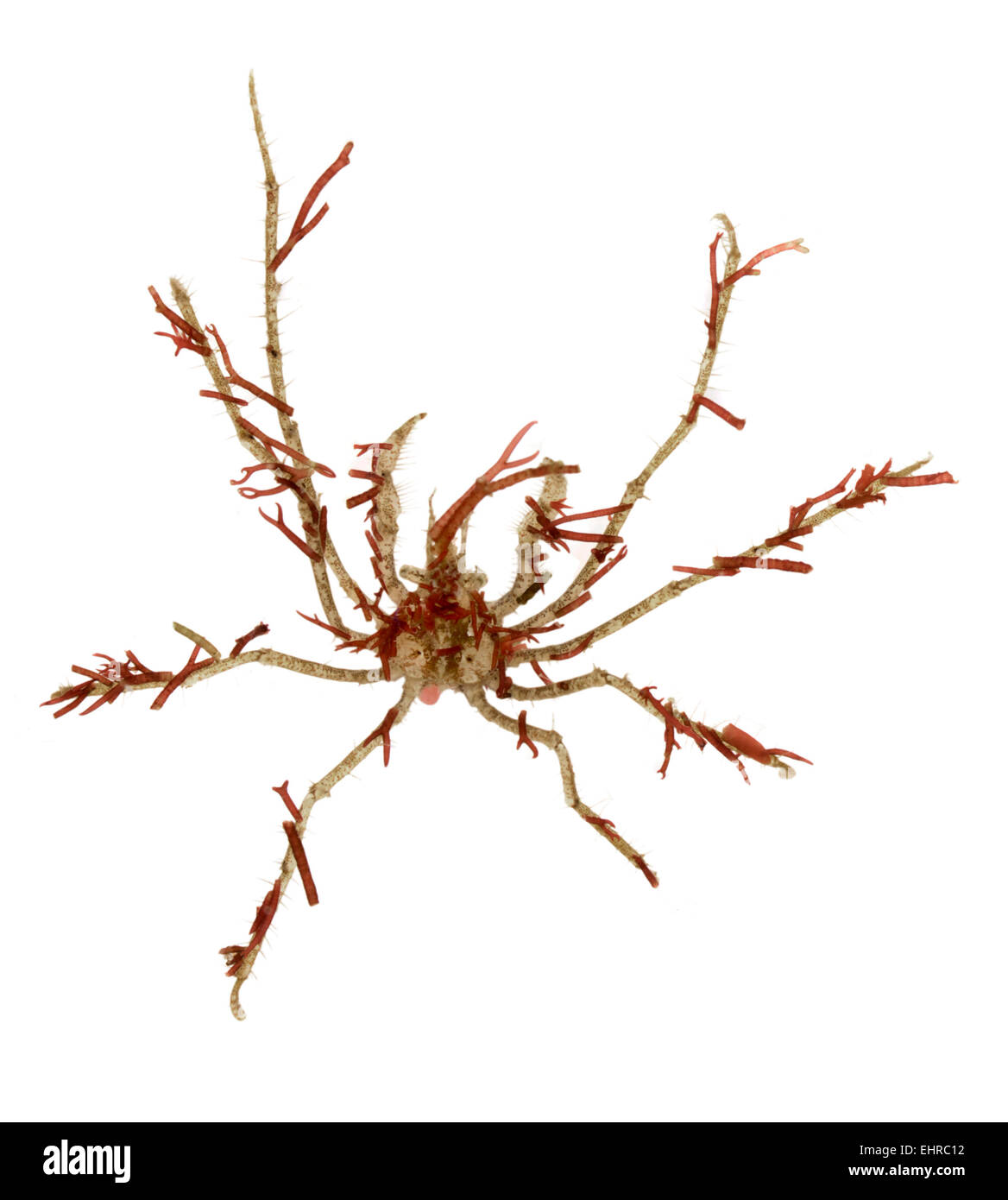 Sehr langbeinige spinne -Fotos und -Bildmaterial in hoher Auflösung – Alamy