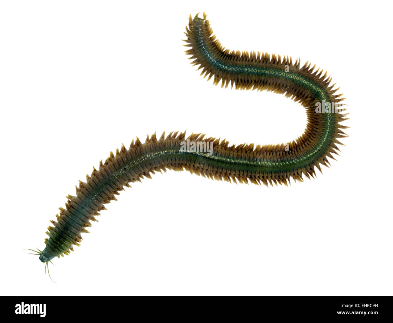 König wurm -Fotos und -Bildmaterial in hoher Auflösung – Alamy