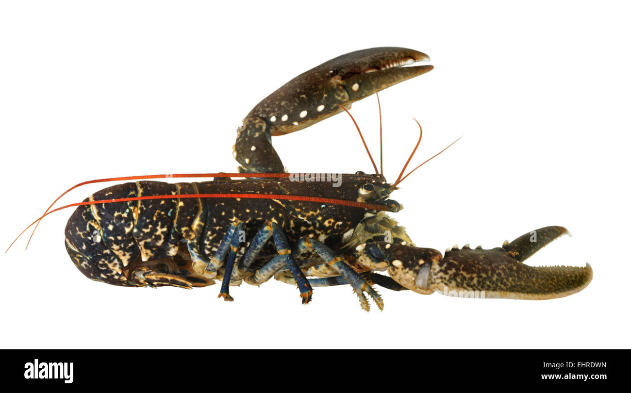 Gemeinsamen Hummer - Häutung vulgaris Stockfotografie - Alamy