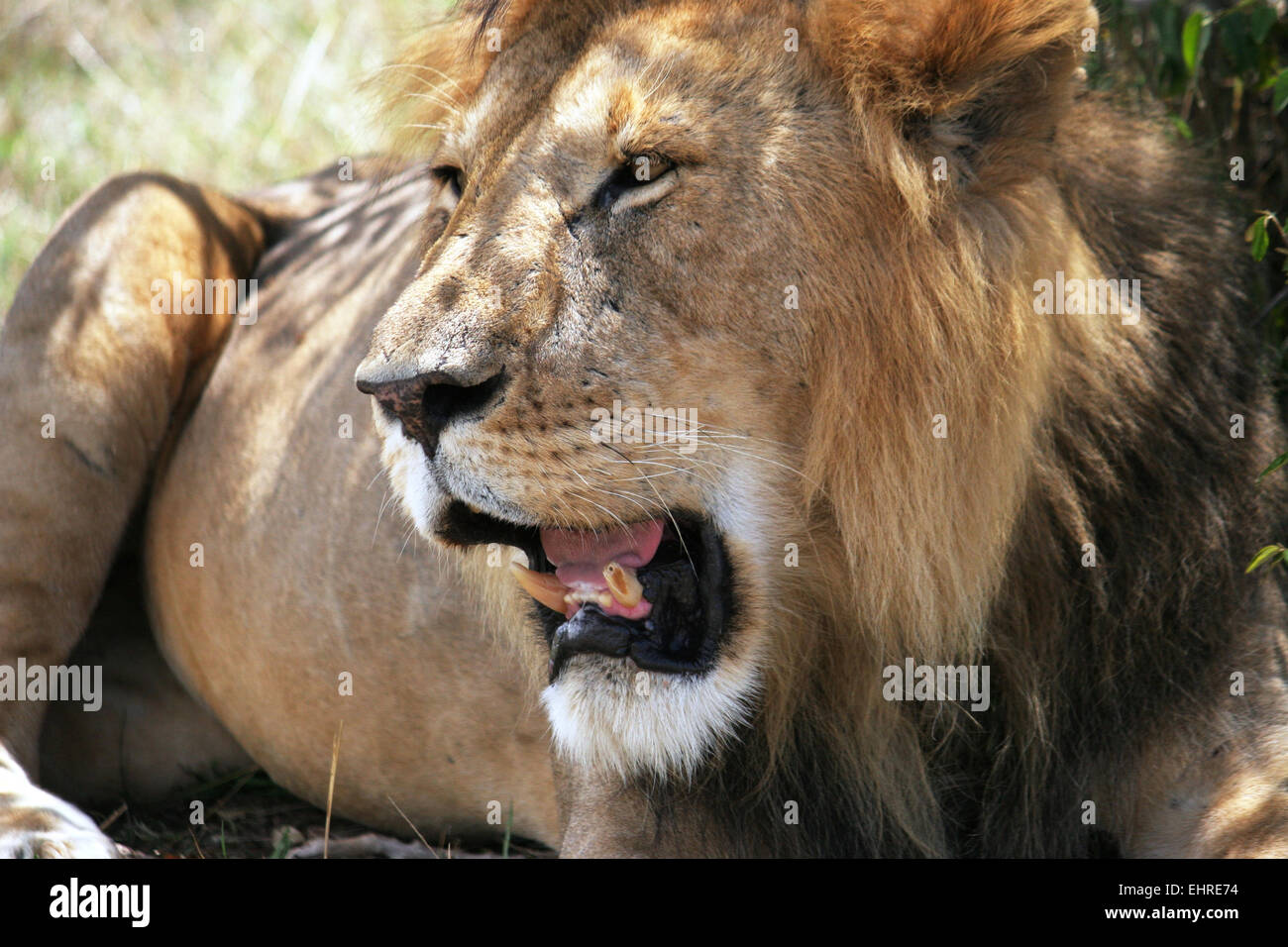 Masai mara katze -Fotos und -Bildmaterial in hoher Auflösung – Alamy