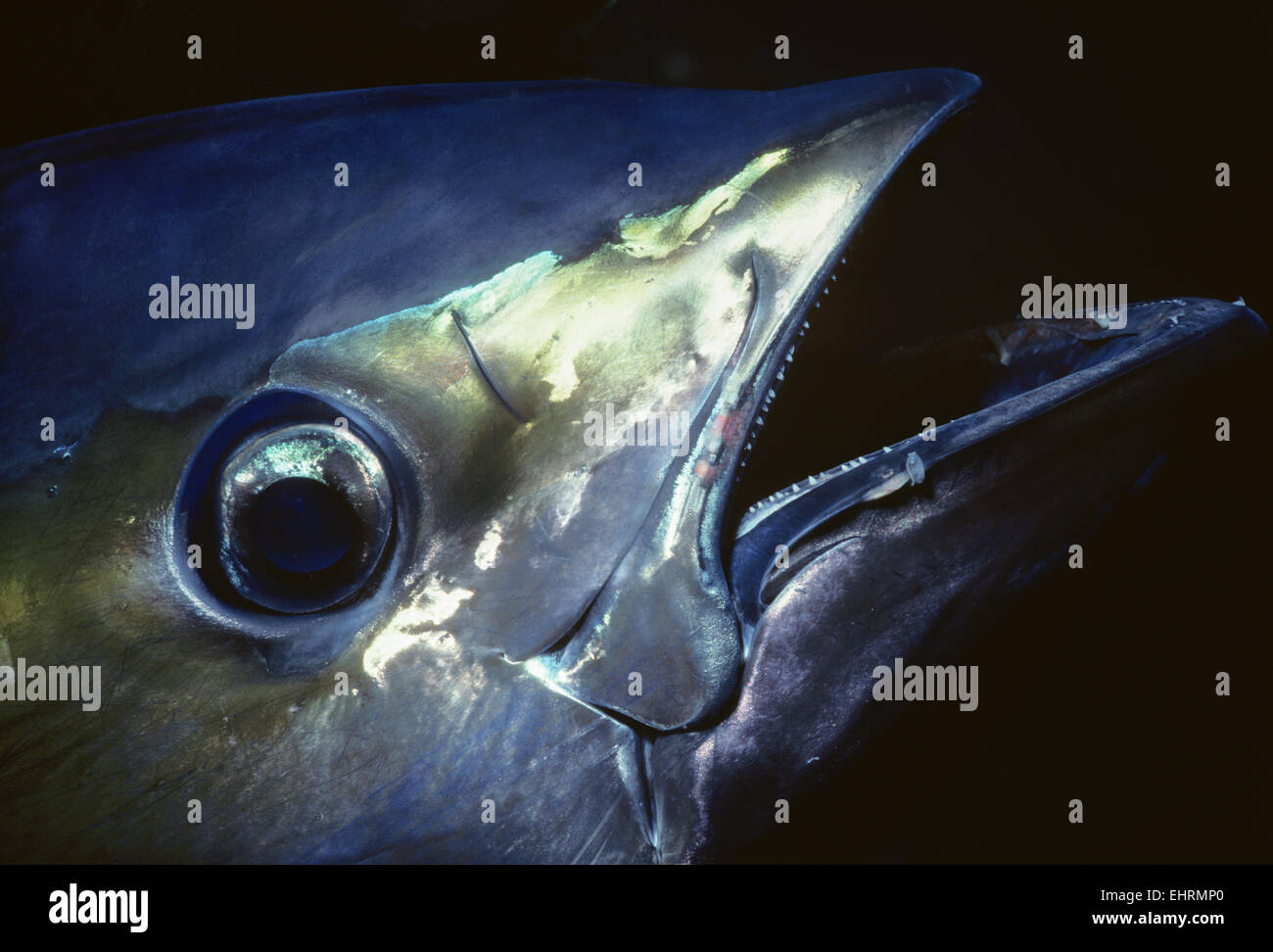 Fischer mit gelbflossenthunfisch Stockfotos und -bilder Kaufen - Alamy