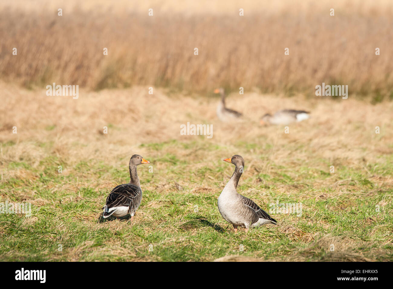 Paar graugänse -Fotos und -Bildmaterial in hoher Auflösung – Alamy