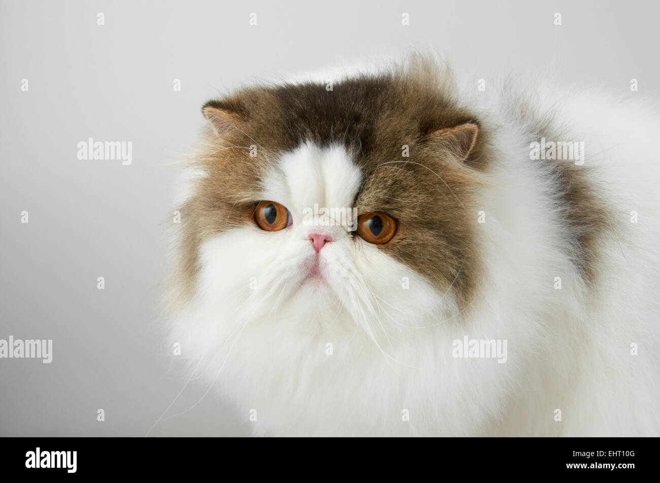 Persische katze -Fotos und -Bildmaterial in hoher Auflösung – Alamy