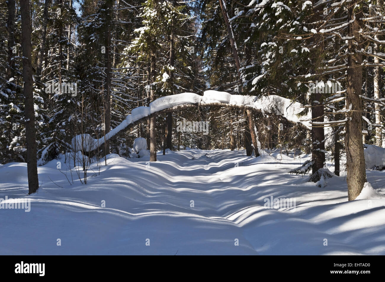 Nadelwald winter -Fotos und -Bildmaterial in hoher Auflösung – Alamy