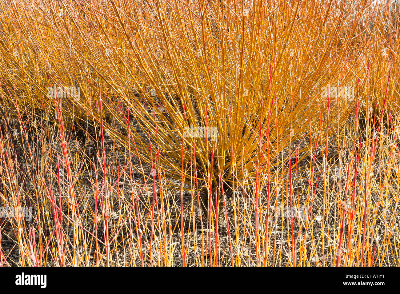 Bunte Weide ergibt sich im winter Stockfotografie - Alamy