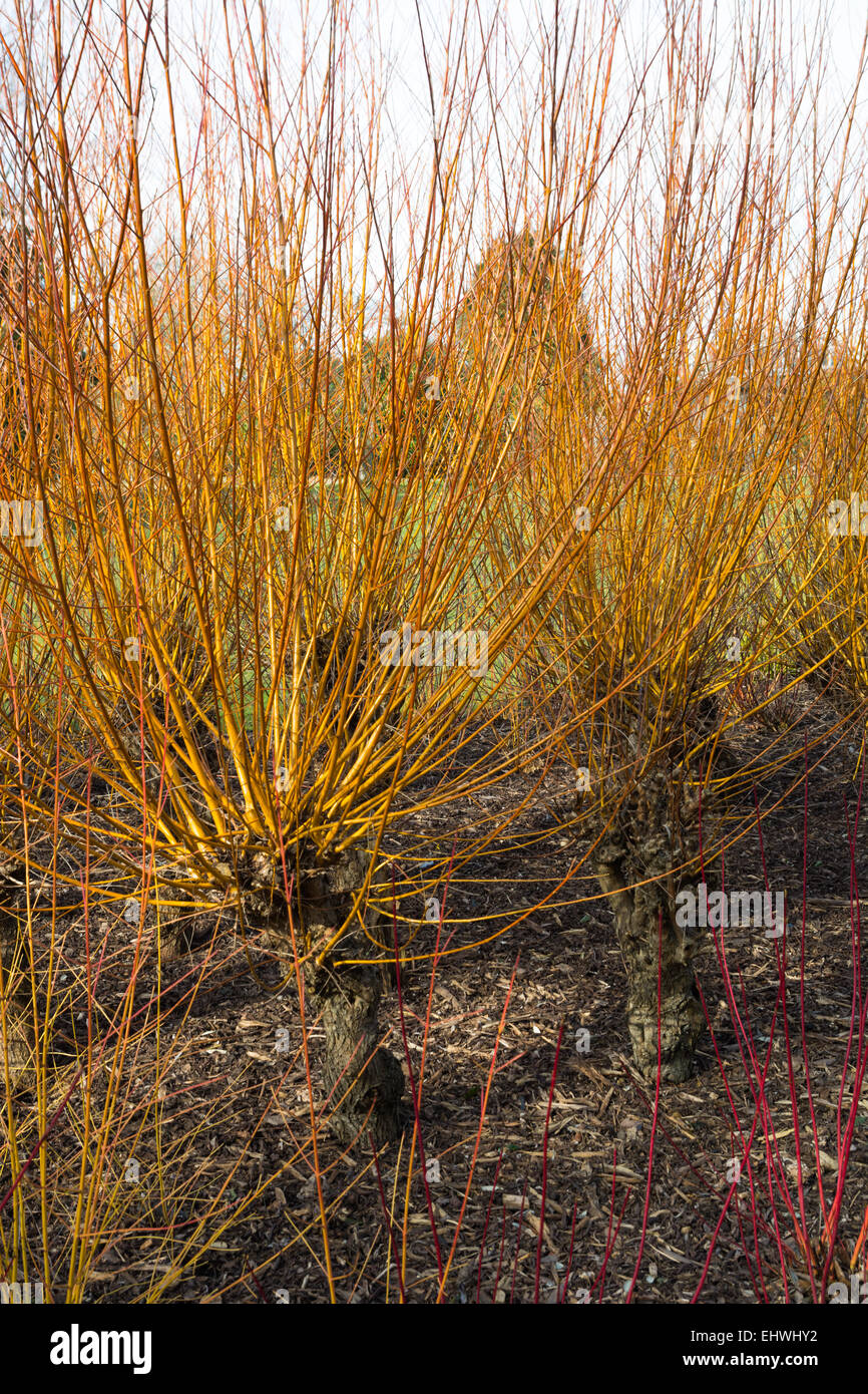 Winter Bunte Rinde Stockfotos und -bilder Kaufen - Alamy