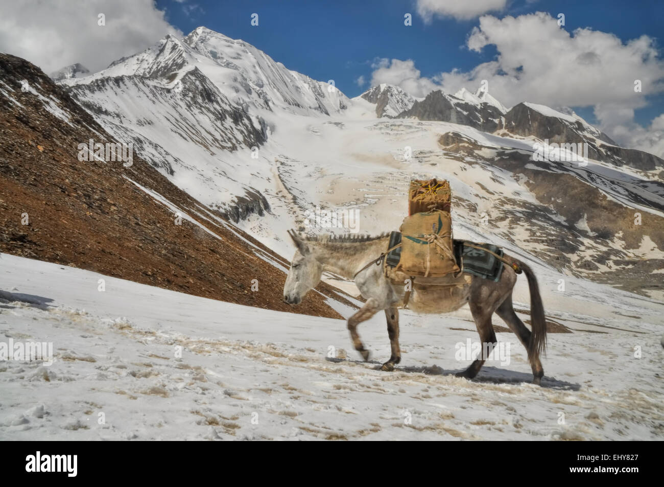 Loaded Mule Stockfotos und -bilder Kaufen - Alamy