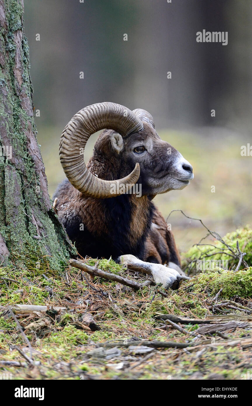 Widder tier -Fotos und -Bildmaterial in hoher Auflösung – Alamy
