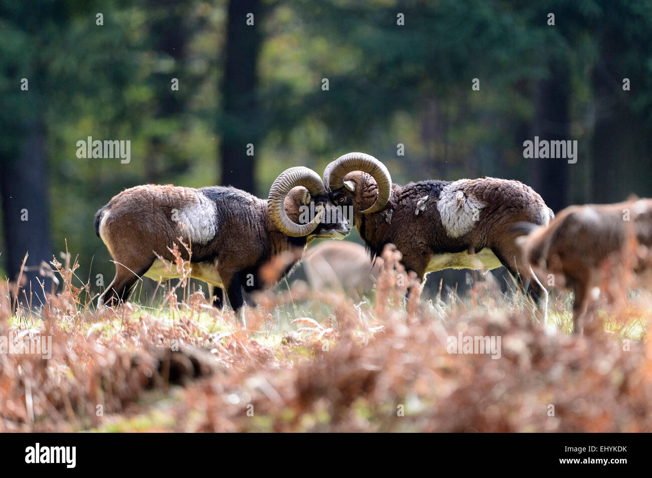 Widder tier -Fotos und -Bildmaterial in hoher Auflösung – Alamy