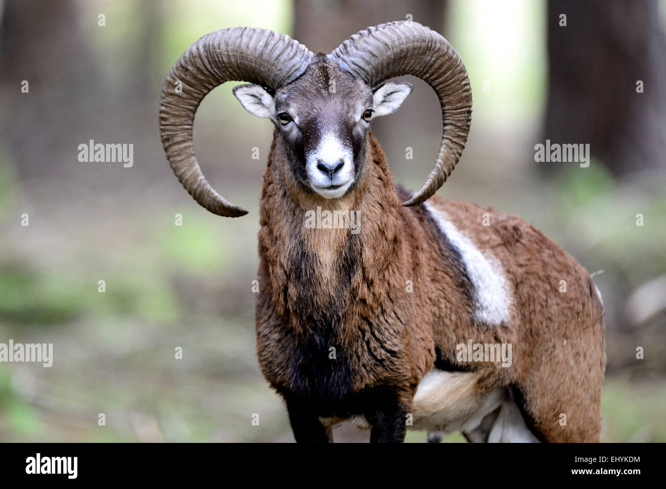 Waschmittel, Tier, Widder, Widder, Widder, Berg, Ovis Ammon Musimon ...