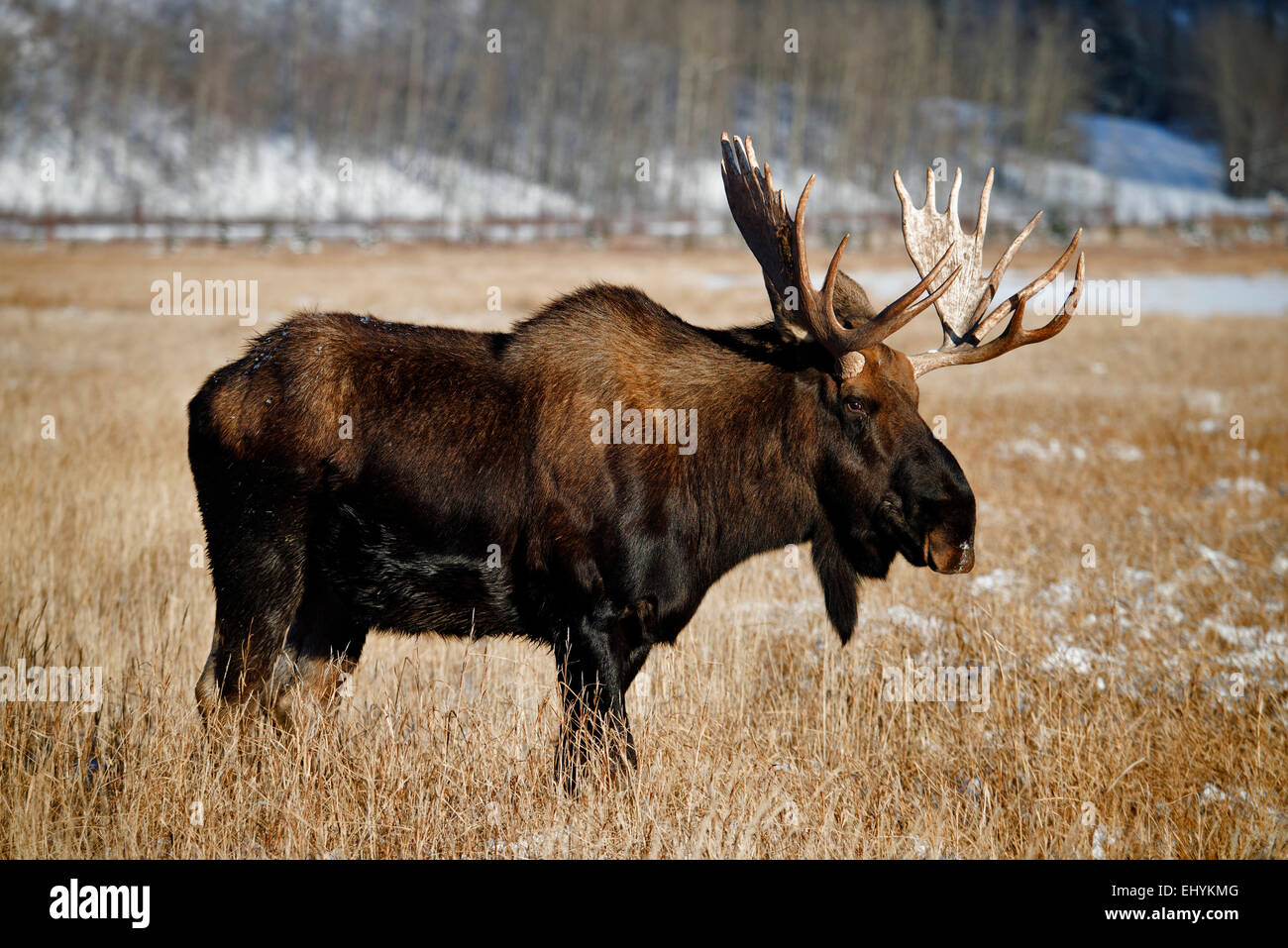 Yukon moose alces -Fotos und -Bildmaterial in hoher Auflösung – Alamy