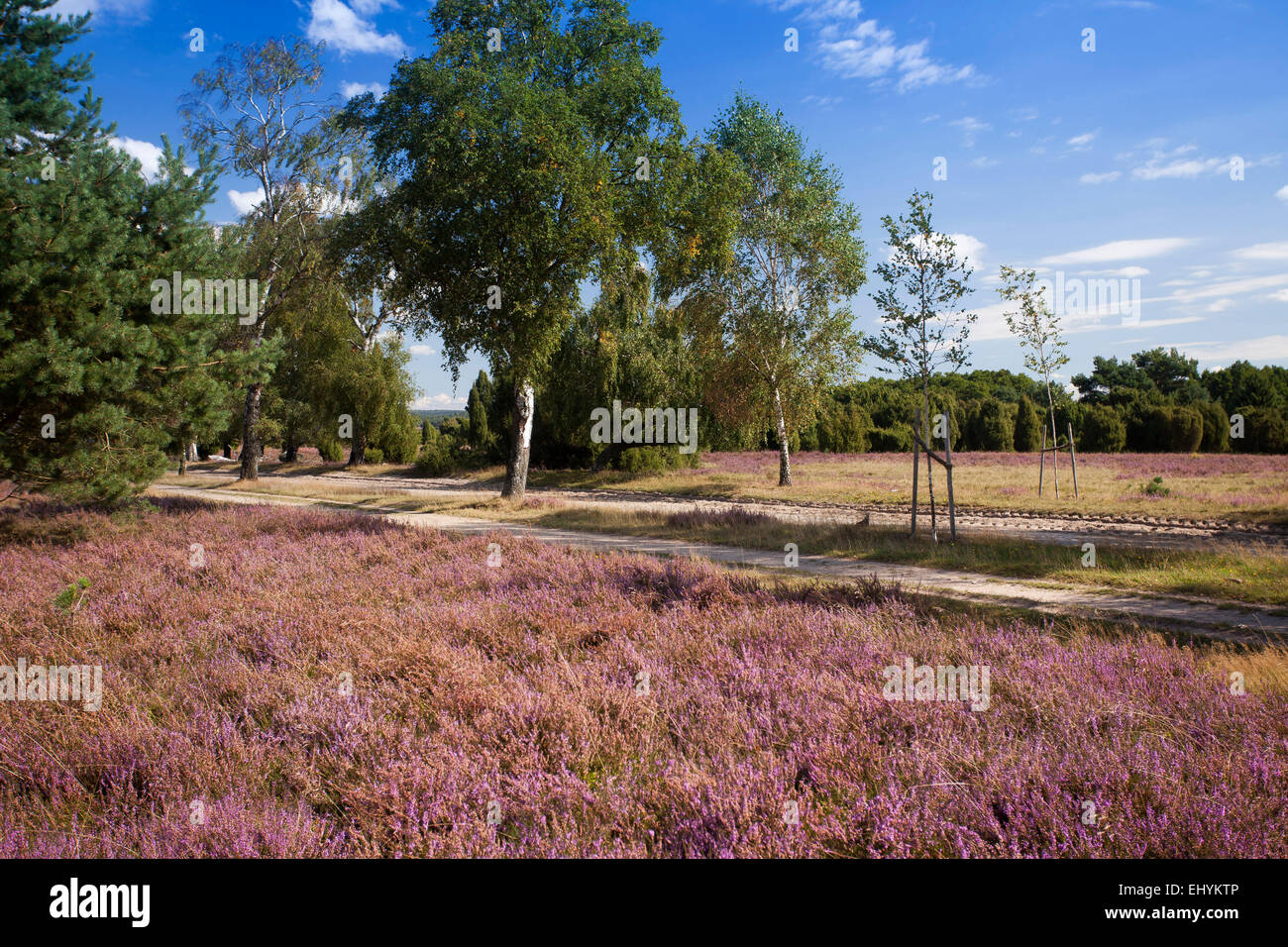 Blüte, Caluna, Deutschland, Europa, Fauna, Moor, Heide blühen, Moor ...