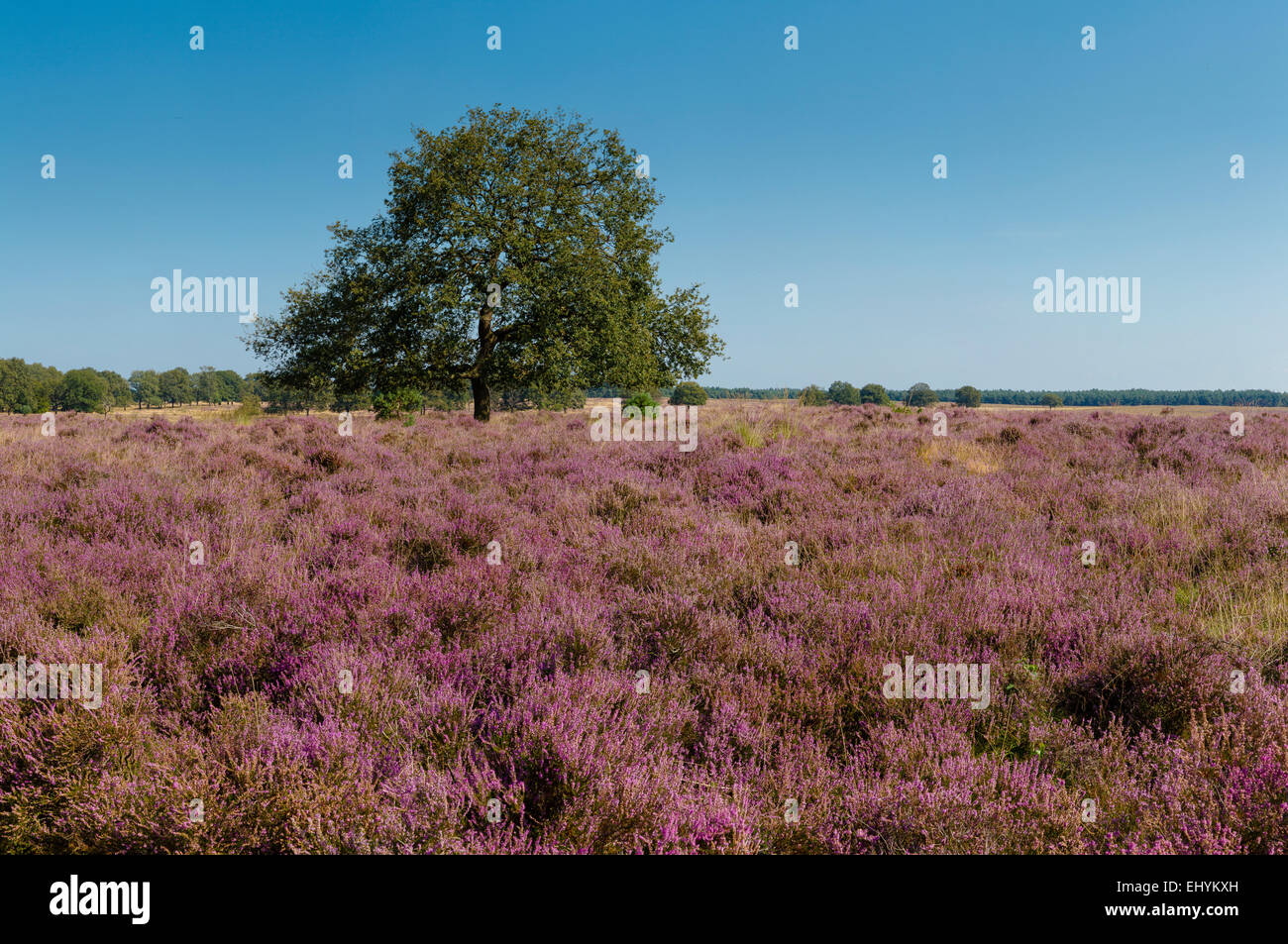 Deler woud -Fotos und -Bildmaterial in hoher Auflösung – Alamy