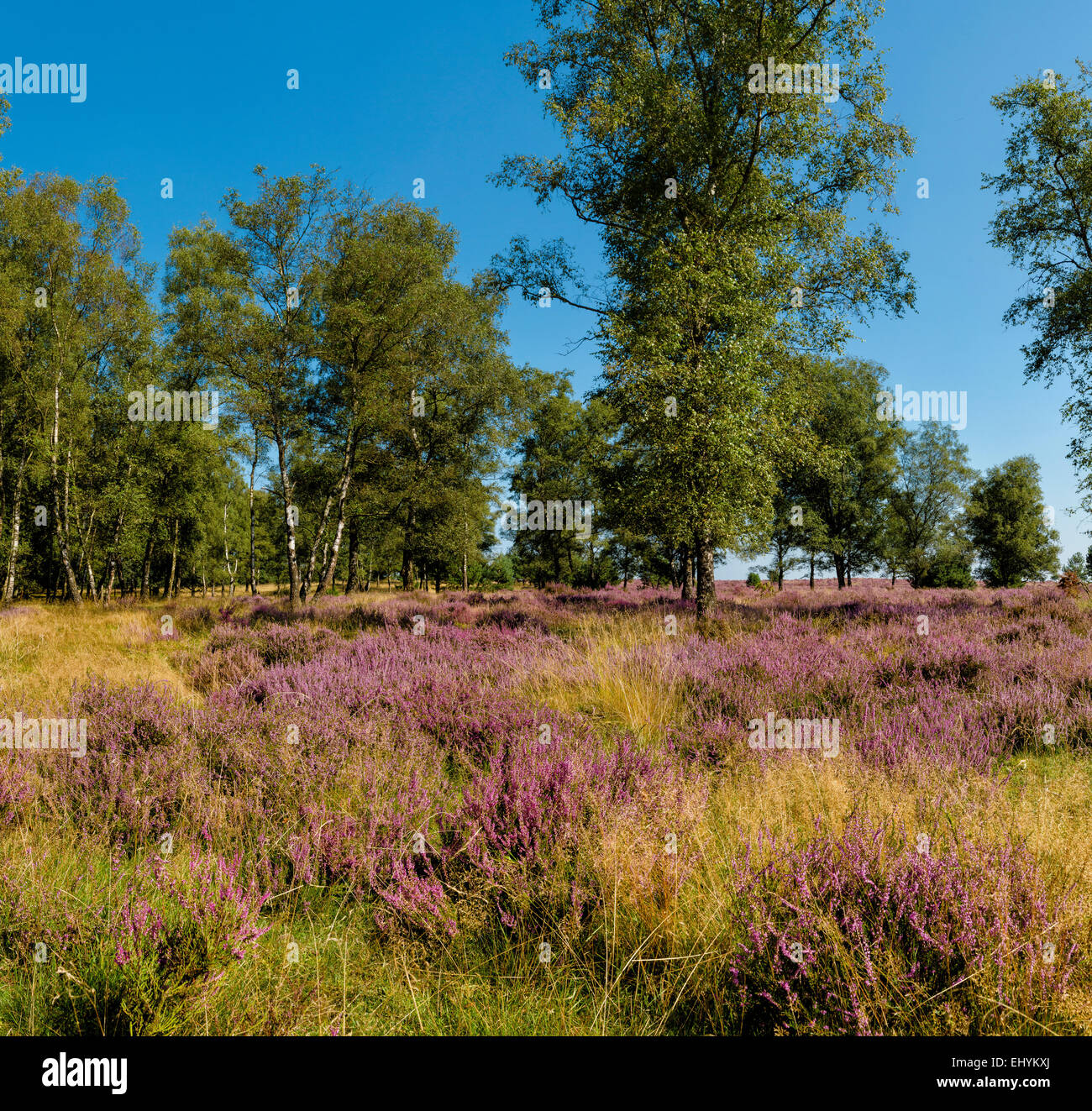 Deler woud -Fotos und -Bildmaterial in hoher Auflösung – Alamy
