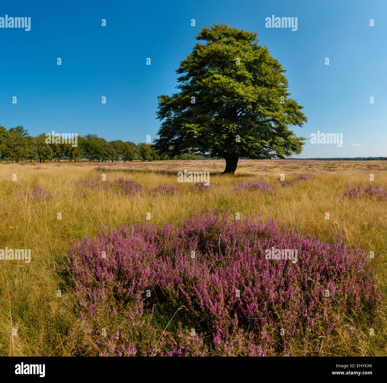 Deler woud -Fotos und -Bildmaterial in hoher Auflösung – Alamy