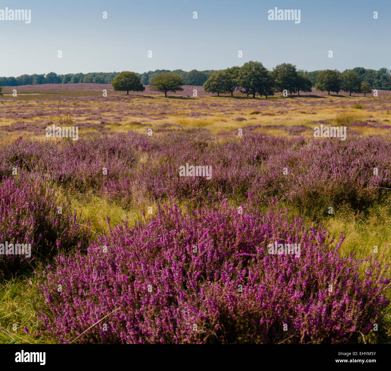 Deler woud -Fotos und -Bildmaterial in hoher Auflösung – Alamy