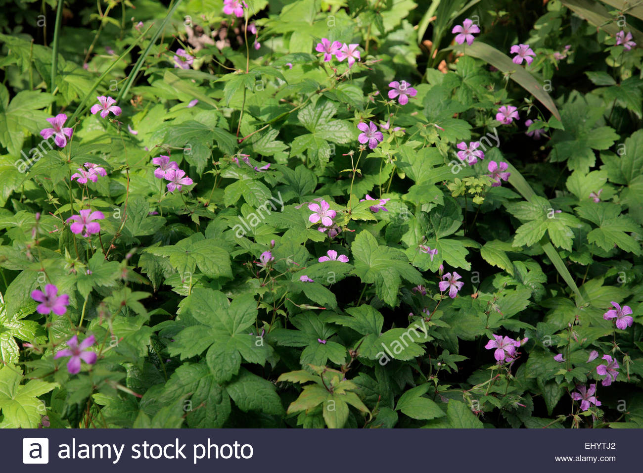 Geranium Nodosum Pink Flower Stockfotos & Geranium Nodosum Pink Flower ...