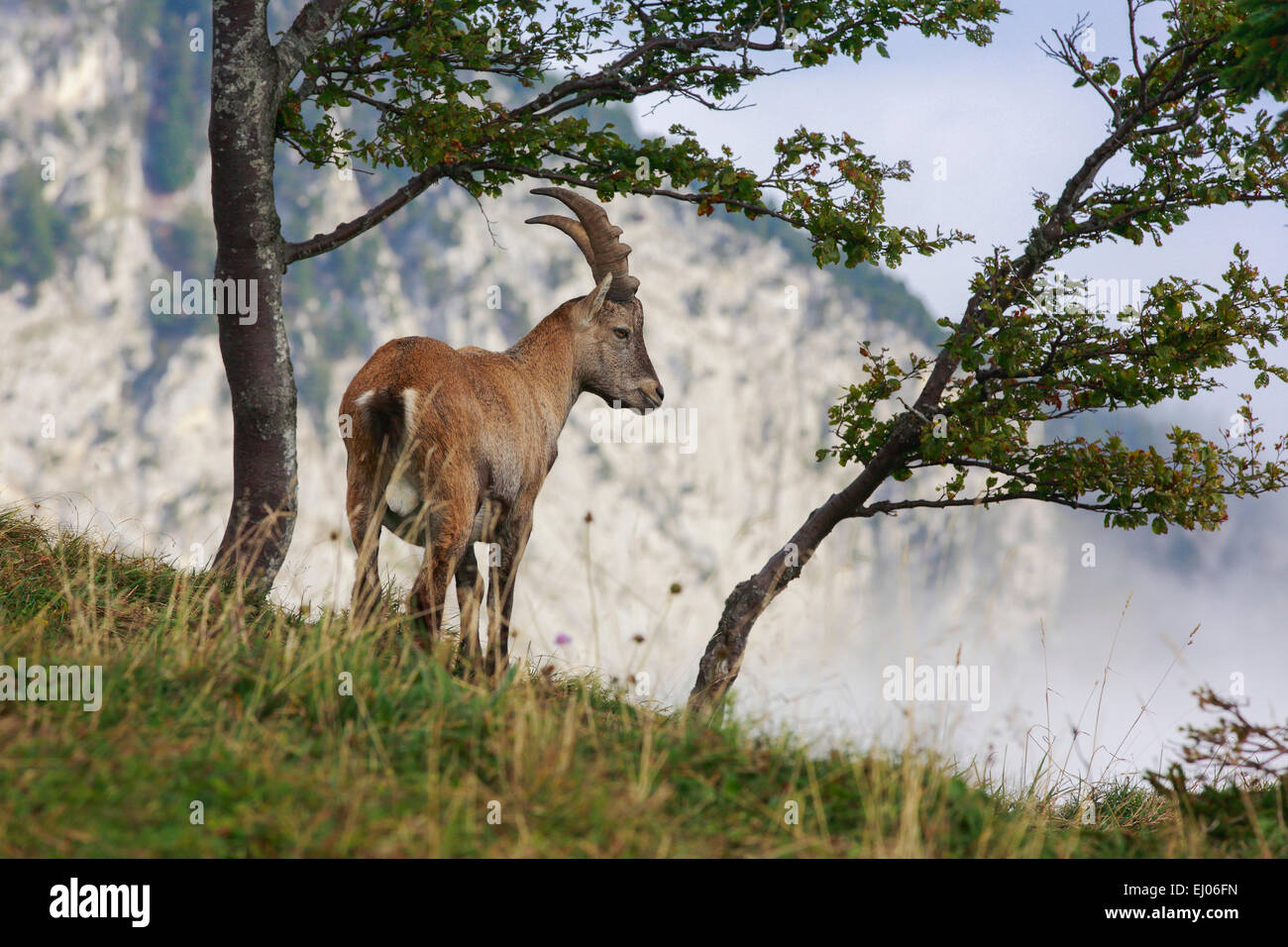 Alpen, Fauna, alpinen Fauna, Berge, Bergfauna, Bergwelt, Ziege, Capra ...