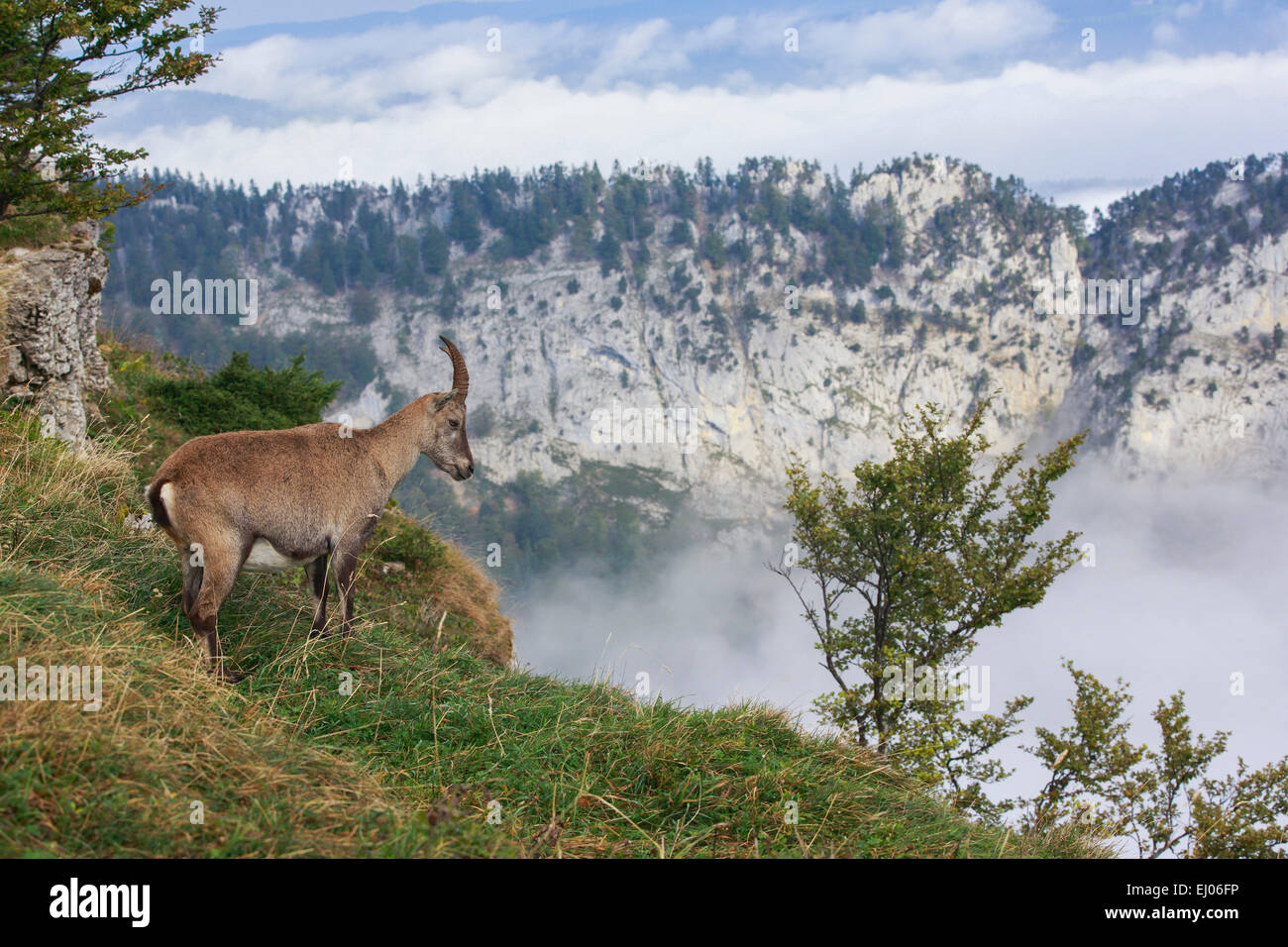 Alpine ibex cliff -Fotos und -Bildmaterial in hoher Auflösung – Alamy