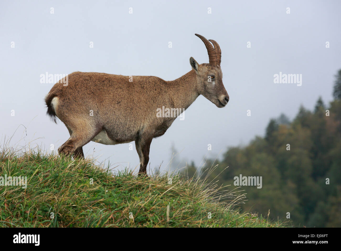 Alpen, Fauna, alpinen Fauna, Berge, Bergfauna, Bergwelt, Ziege, Capra ...