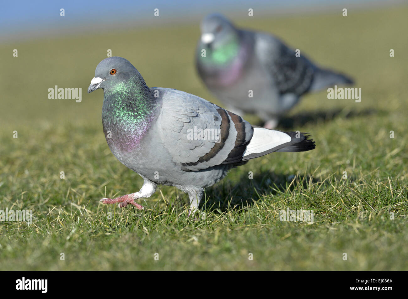 Wilde felsentaube columba livia -Fotos und -Bildmaterial in hoher ...